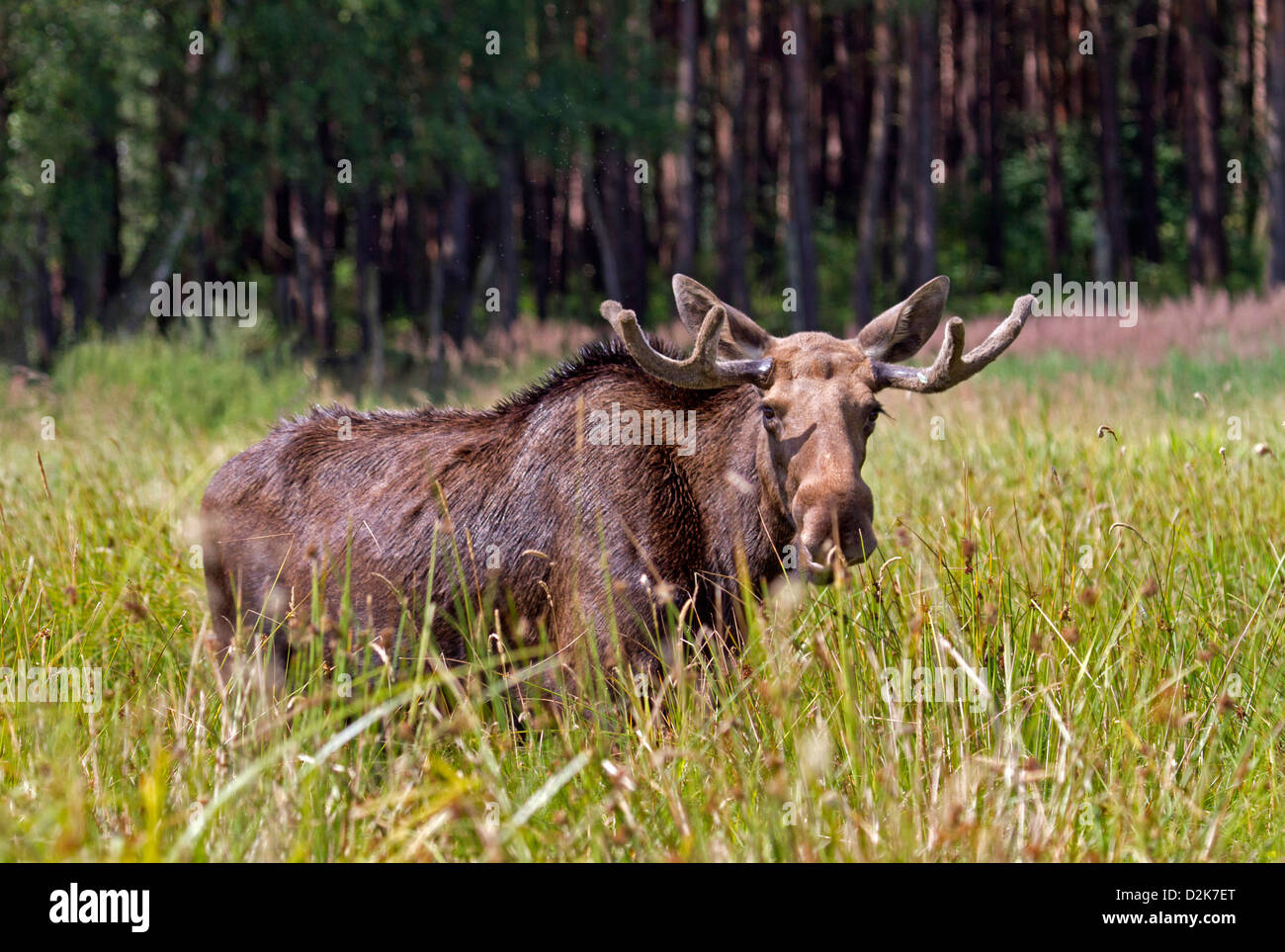 Moose / Alces alces Stock Photo - Alamy