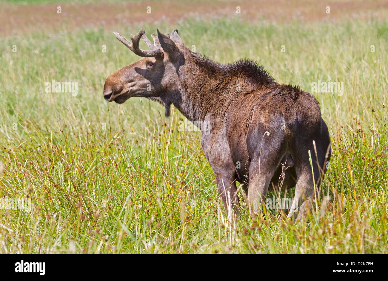 Alces alce hi-res stock photography and images - Alamy