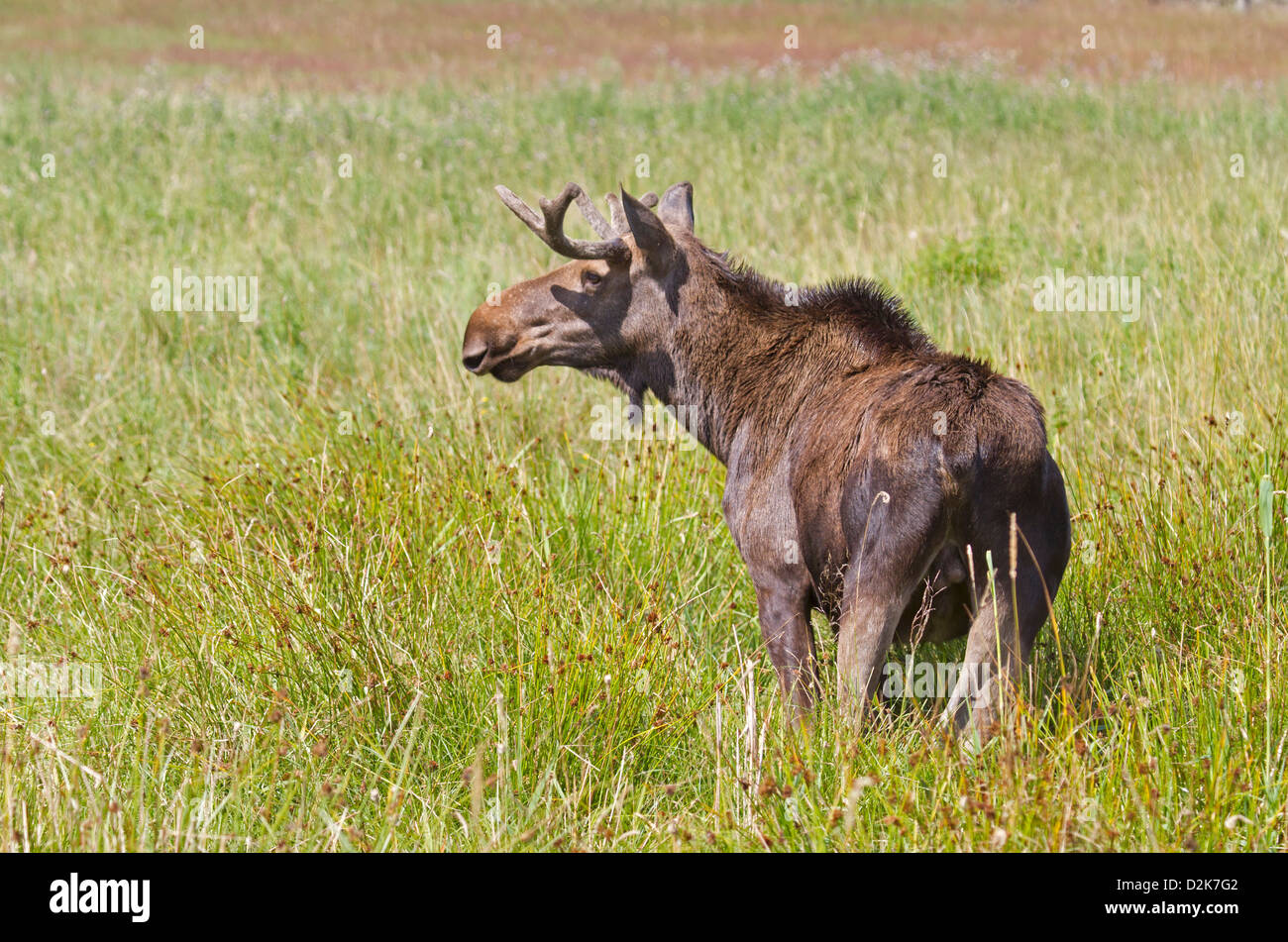 Moose / Alces alces Stock Photo - Alamy