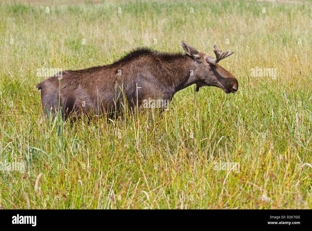 Moose / Alces alces Stock Photo - Alamy
