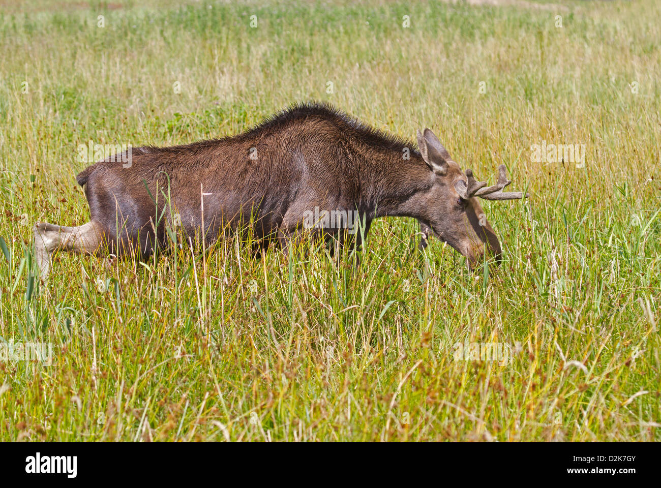 Moose / Alces alces Stock Photo - Alamy