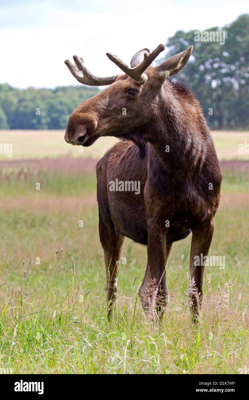 Alce animal hi-res stock photography and images - Alamy