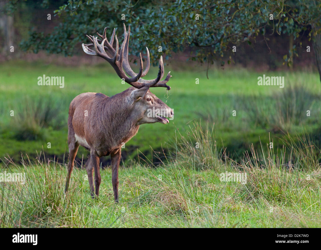 Red deer (Cervus elaphus Stock Photo - Alamy