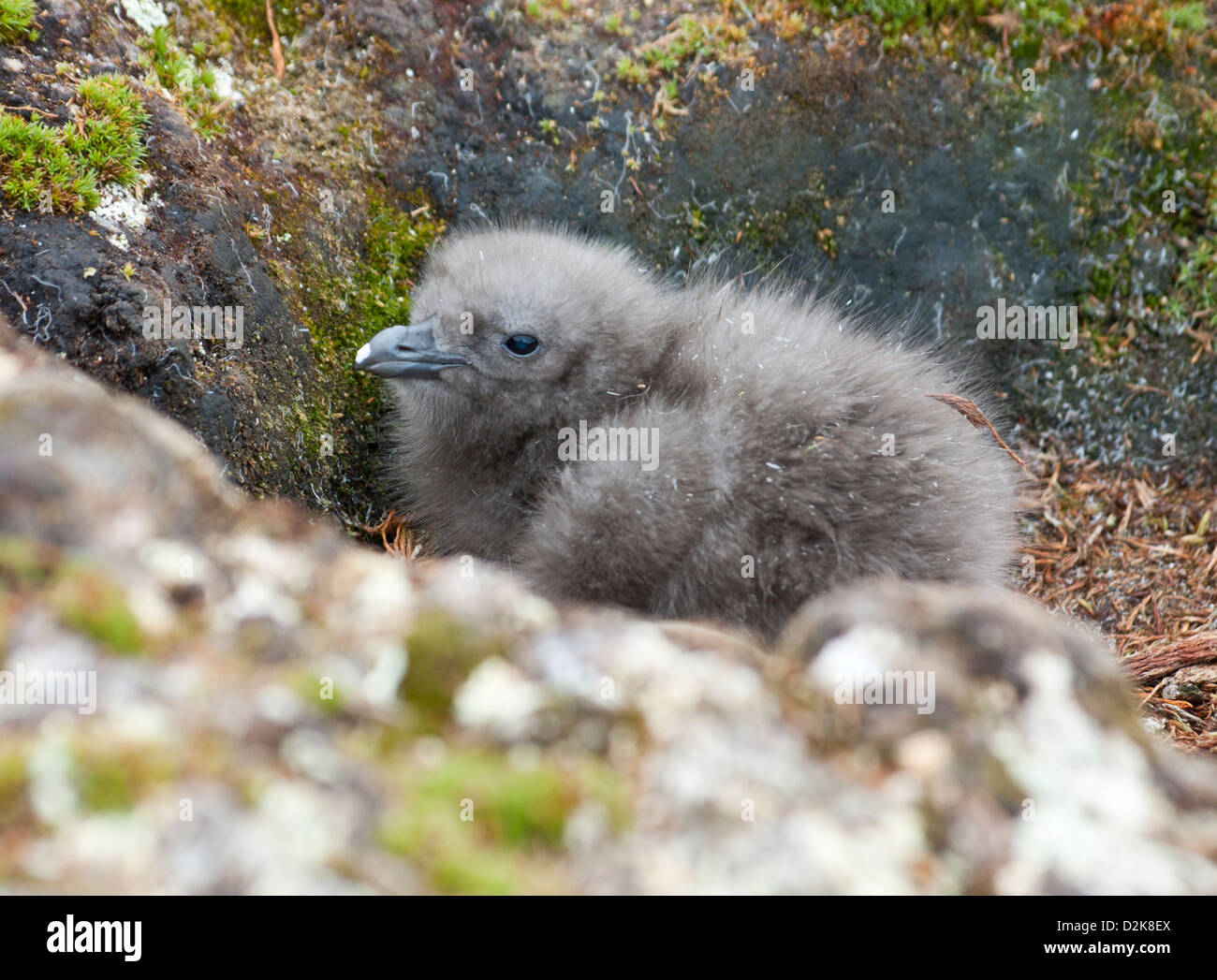 Downy chick South Polar Skua Hidden among the rocks near the nest Stock ...