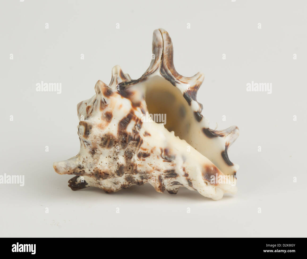 Beautiful sea shell on a white background Stock Photo - Alamy