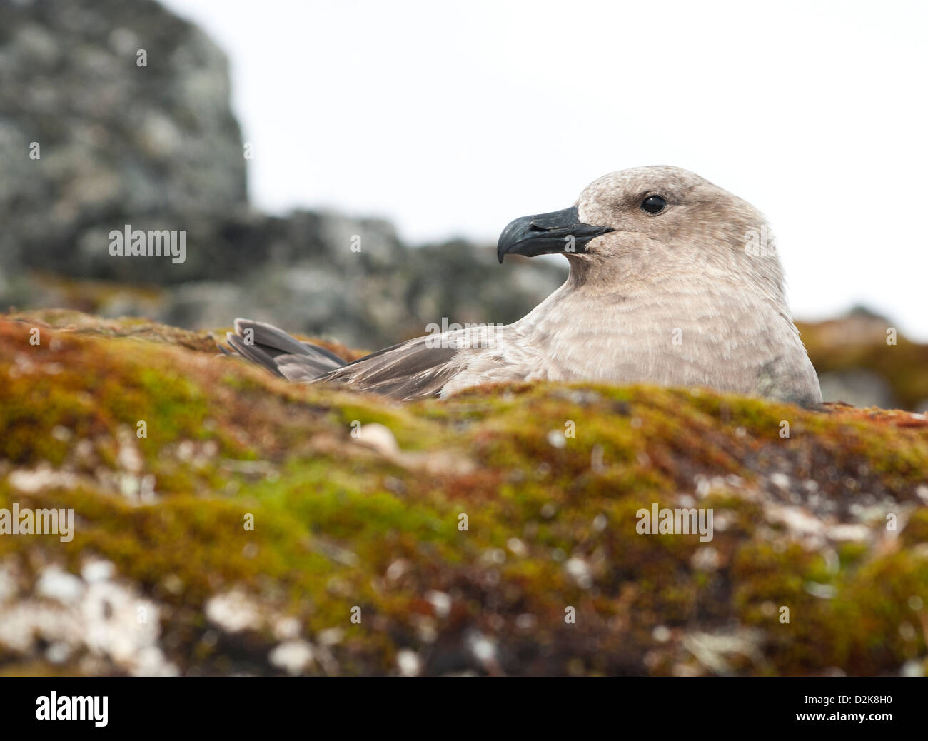 South polar skua nest hi-res stock photography and images - Alamy