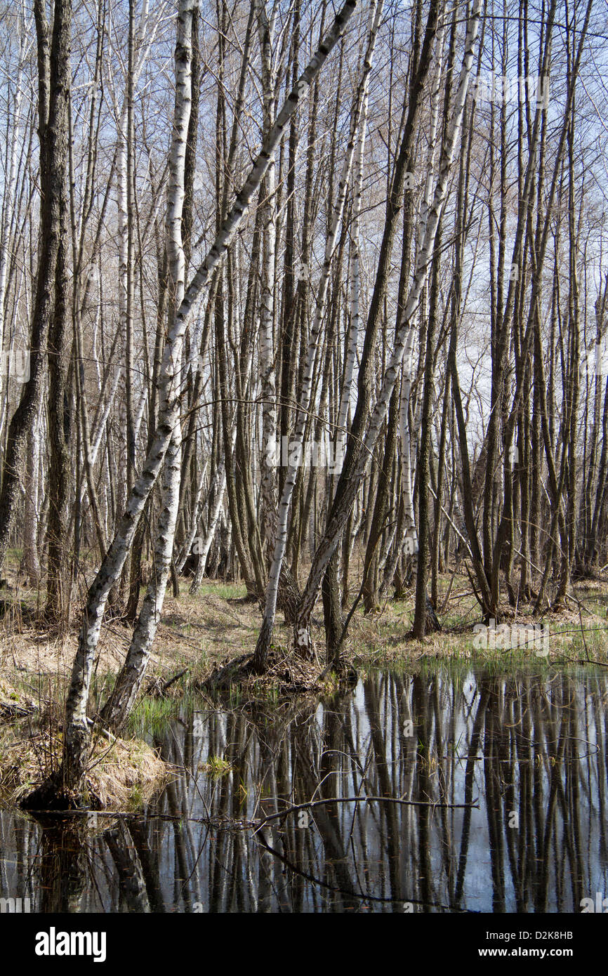 Spring waterlogged deciduous forest in early spring Stock Photo - Alamy