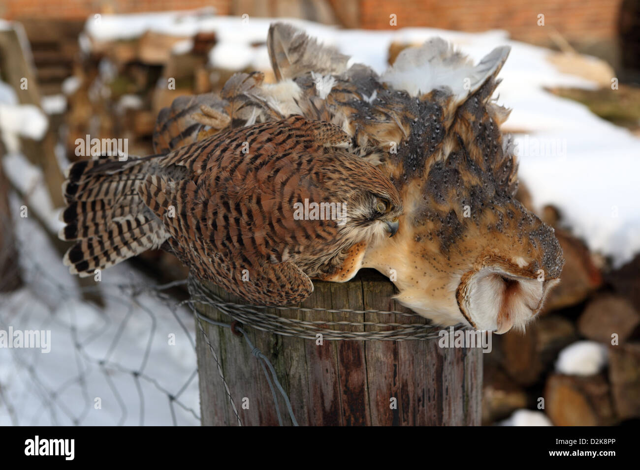 Death hawk hi-res stock photography and images - Alamy