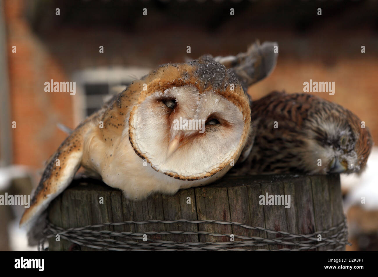 Resplendent village, Germany, dead dead hawk and barn owl Stock Photo ...