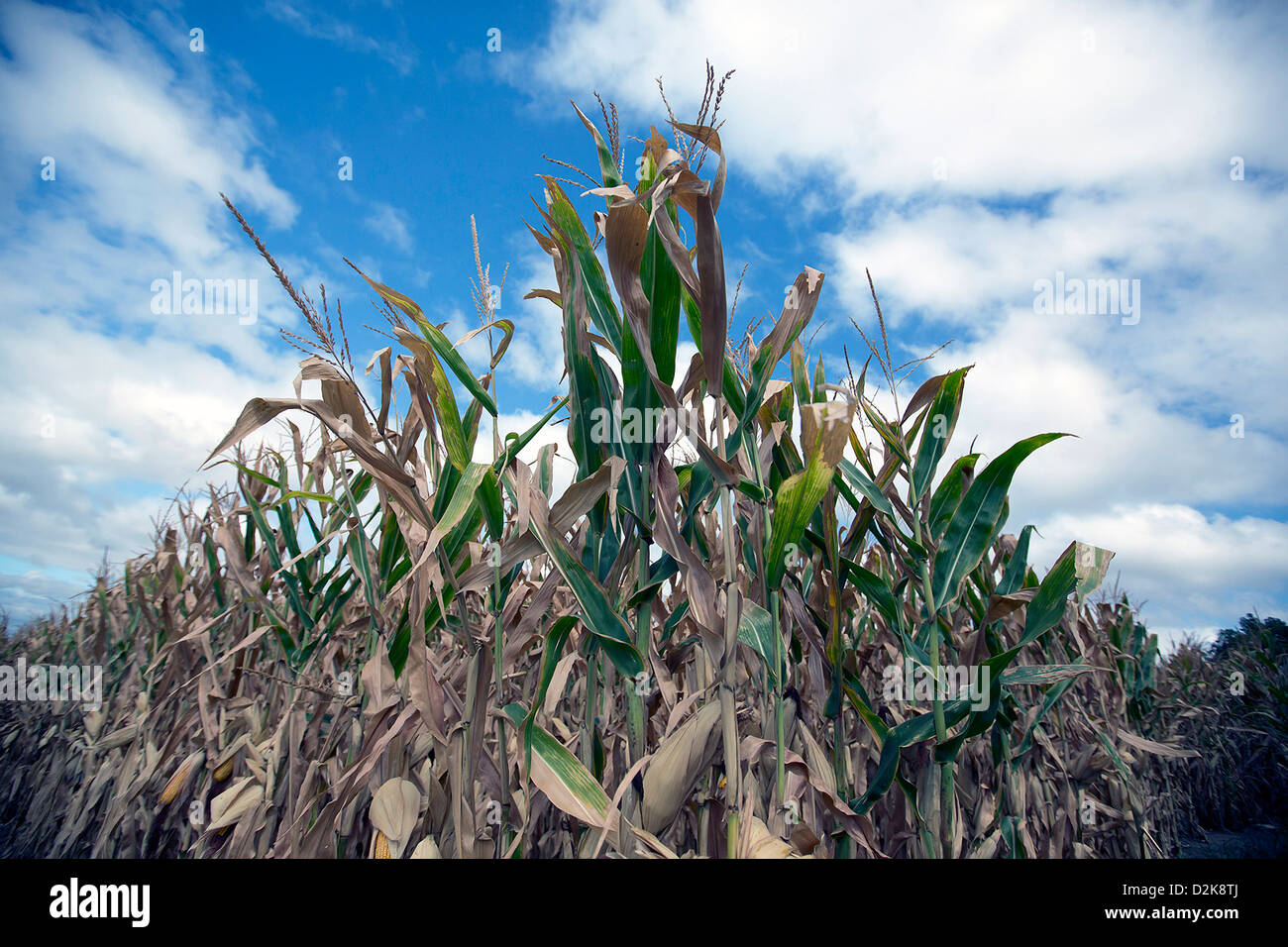 Drought stricken corn crops at the McIntosh family farm in Missouri ...