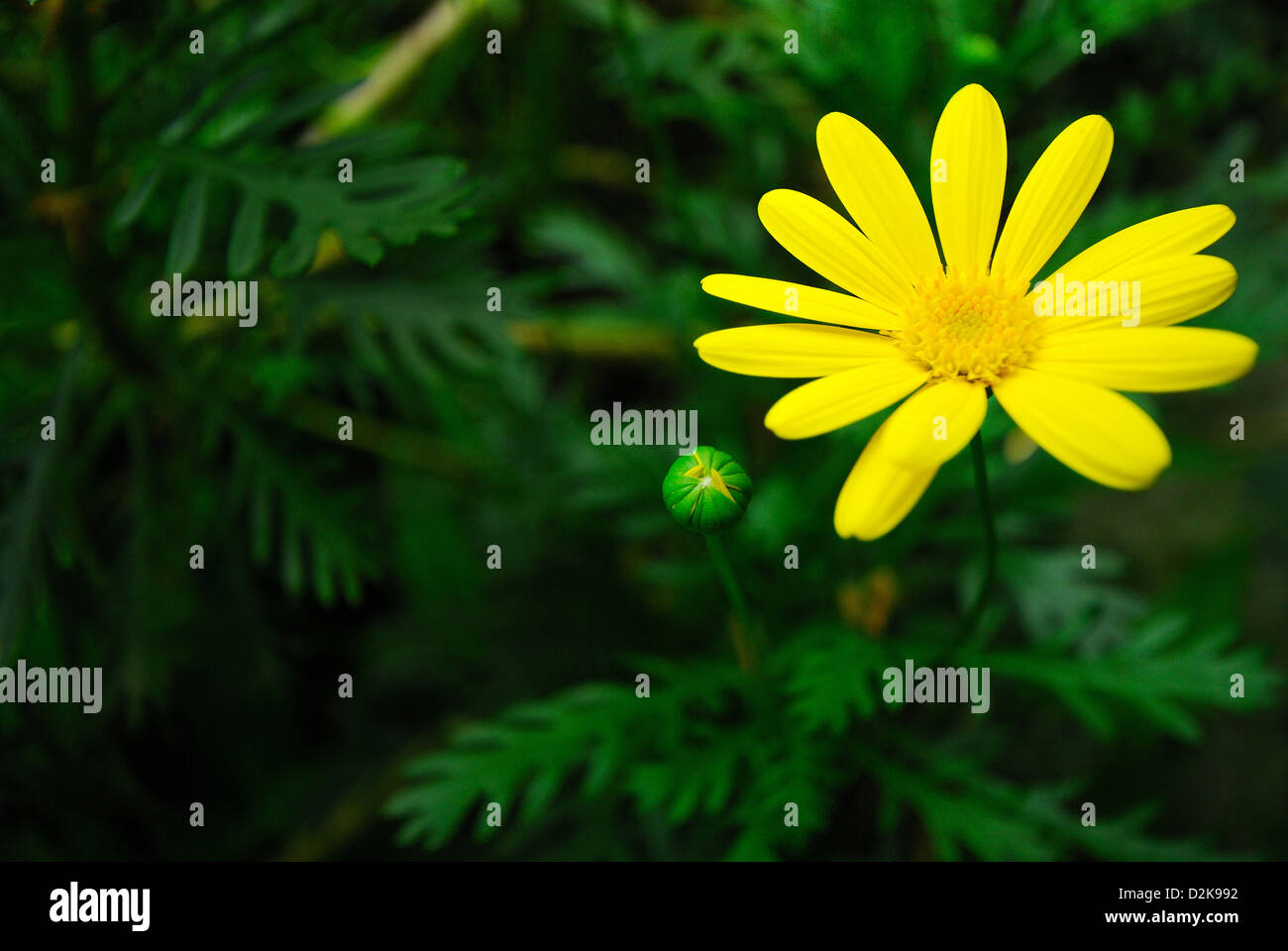 Macro close up image of yellow daisy flower with green background. Jing ...
