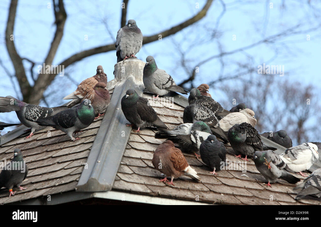 Pigeons sit sitting on roof hi-res stock photography and images - Alamy