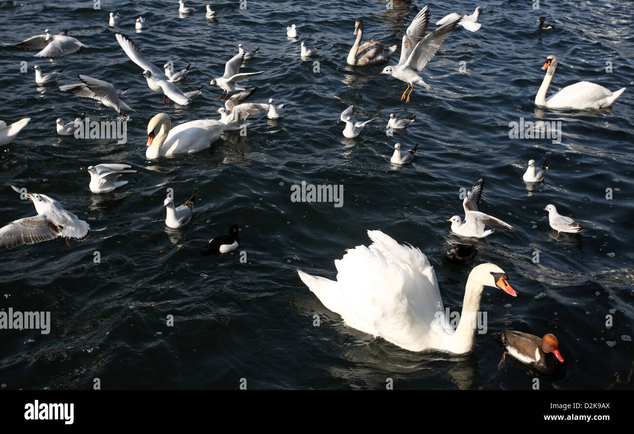 Zurich, Switzerland, Hoeckerschwaene, ducks and gulls on the Zuerichsee ...