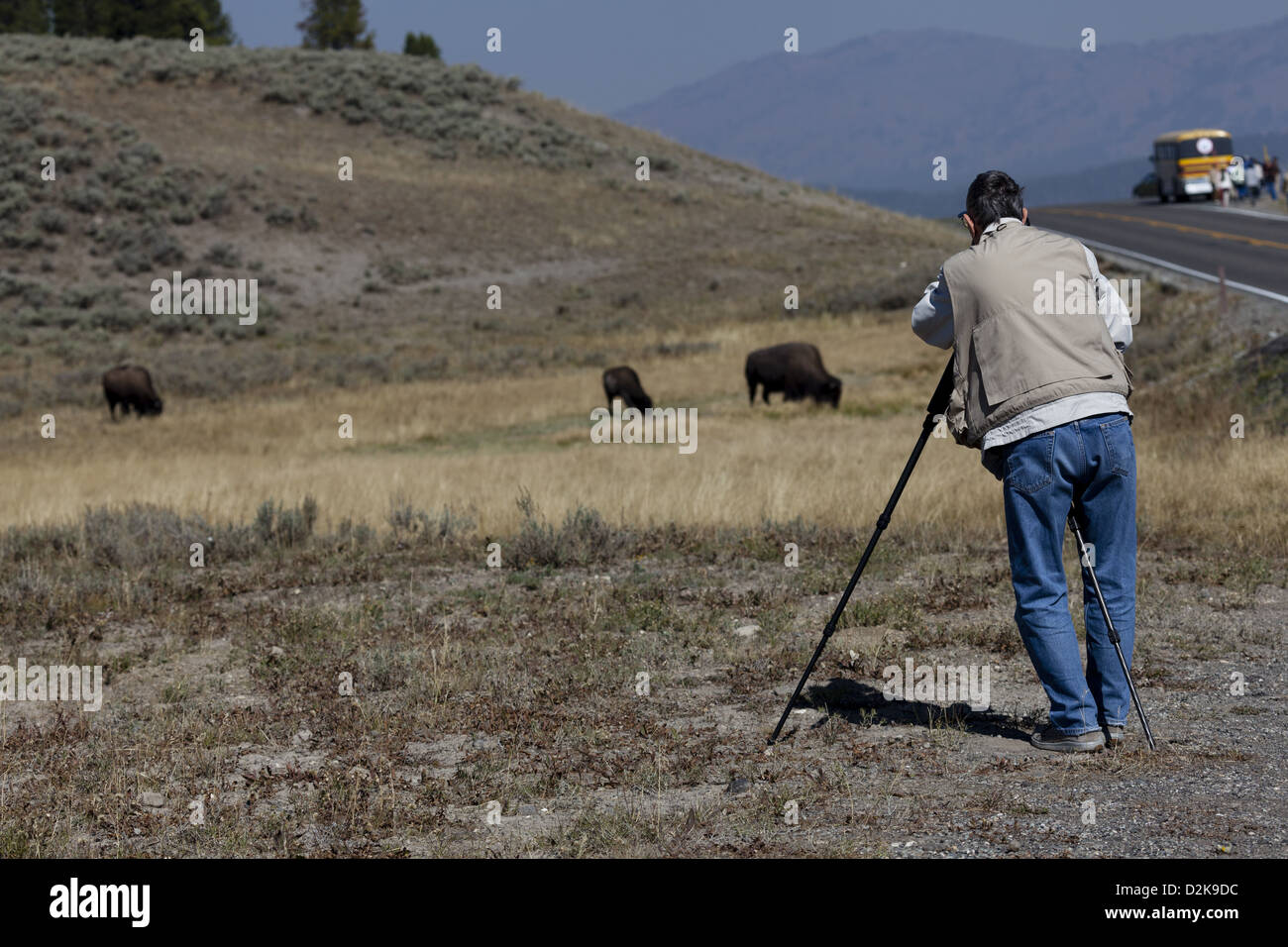 Bison capturing hi-res stock photography and images - Alamy