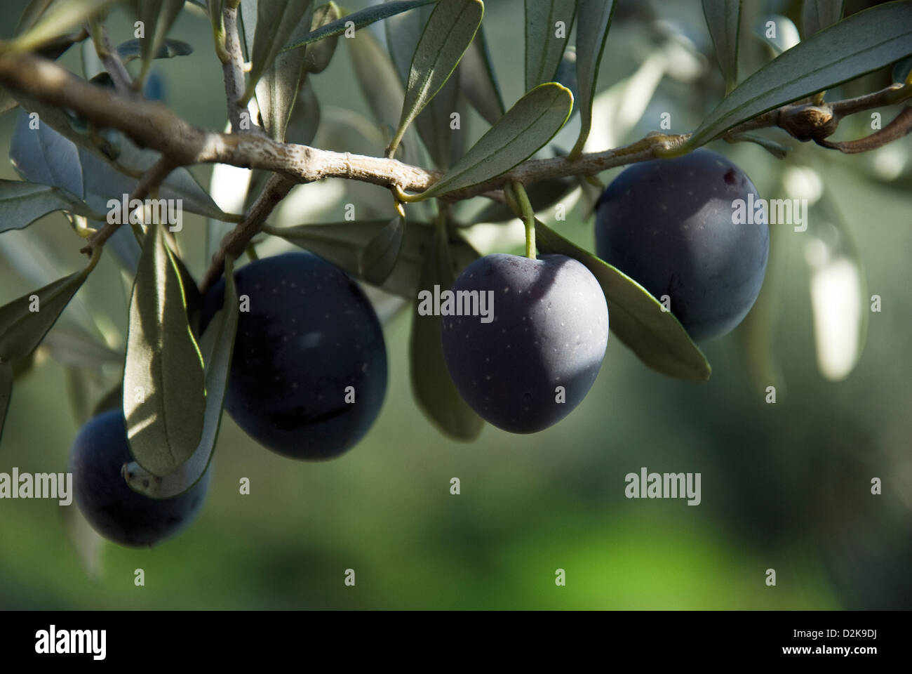 From olives on branches olive hi-res stock photography and images - Alamy