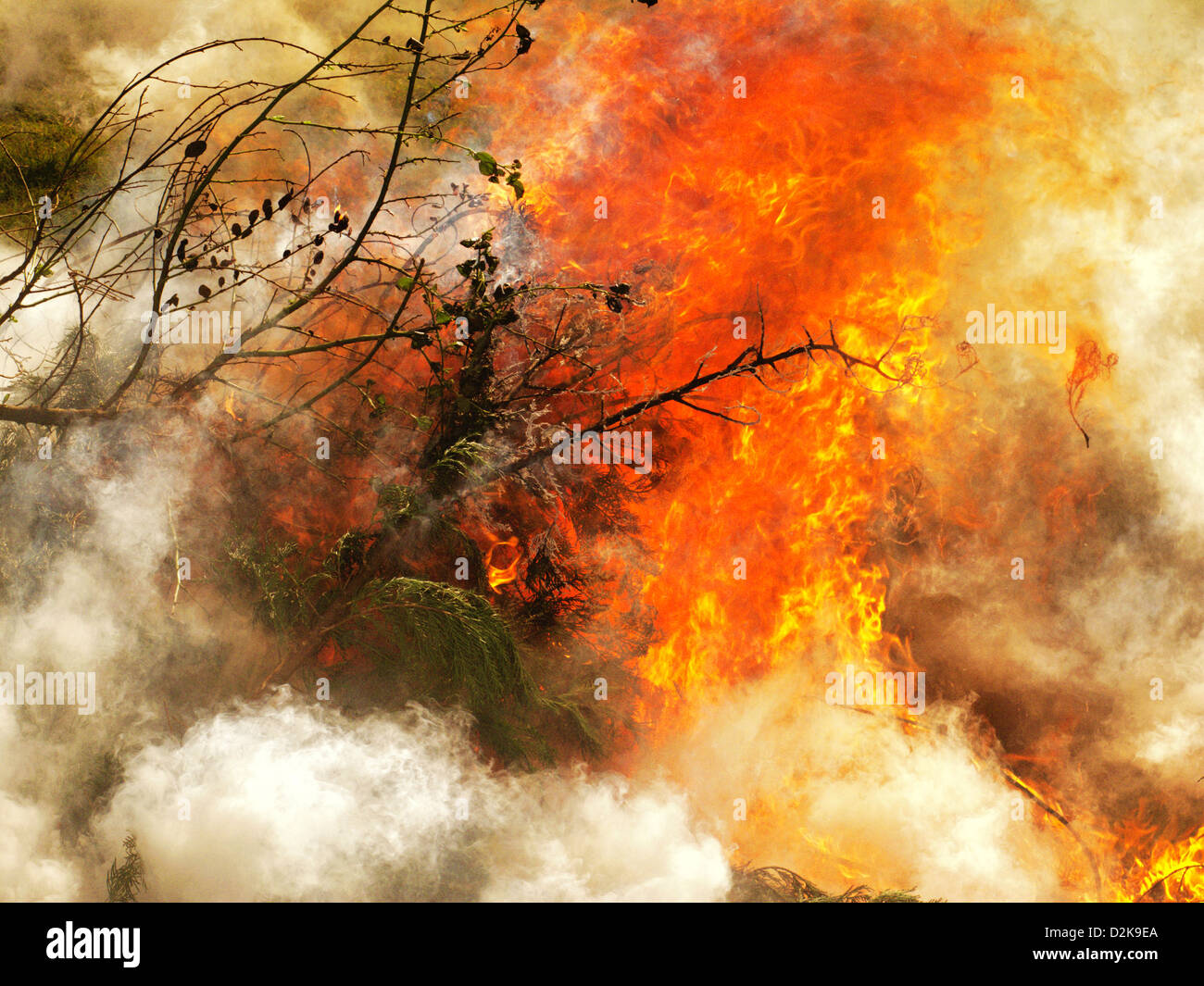 green trees from a forest on fire Stock Photo - Alamy