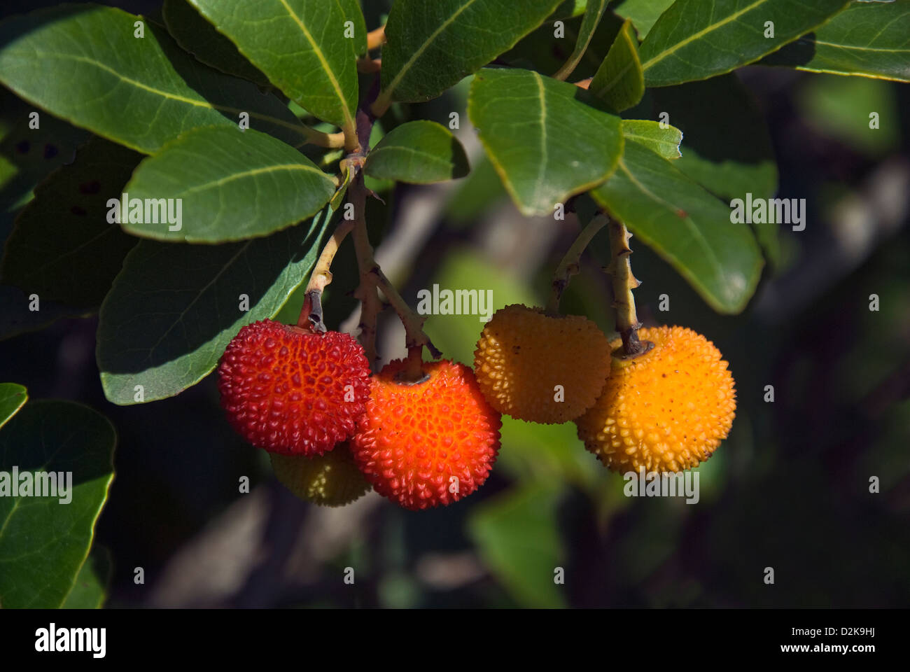 Fruits of the Strawberry Tree (Arbutus unedo Stock Photo - Alamy