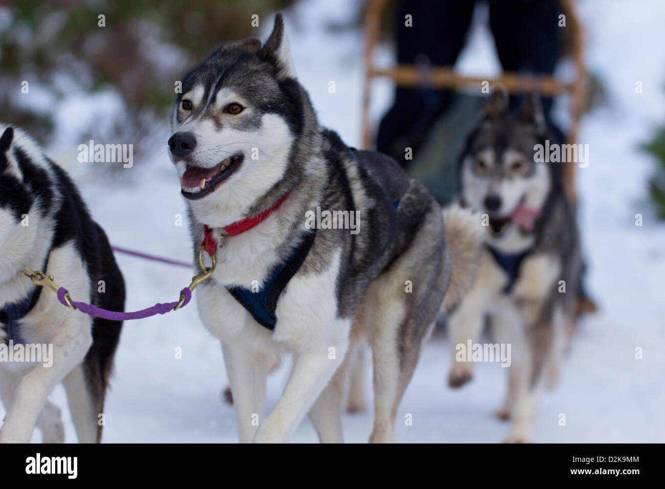 Huskies pulling snow hi-res stock photography and images - Alamy