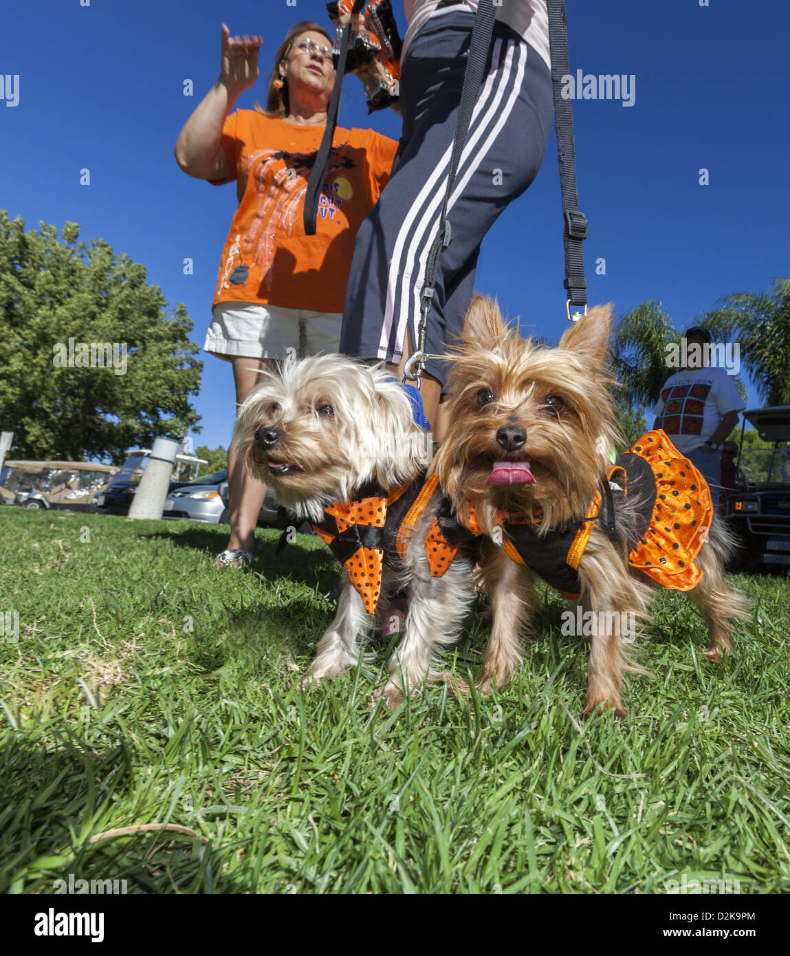 Yorkshire terriers hi-res stock photography and images - Alamy