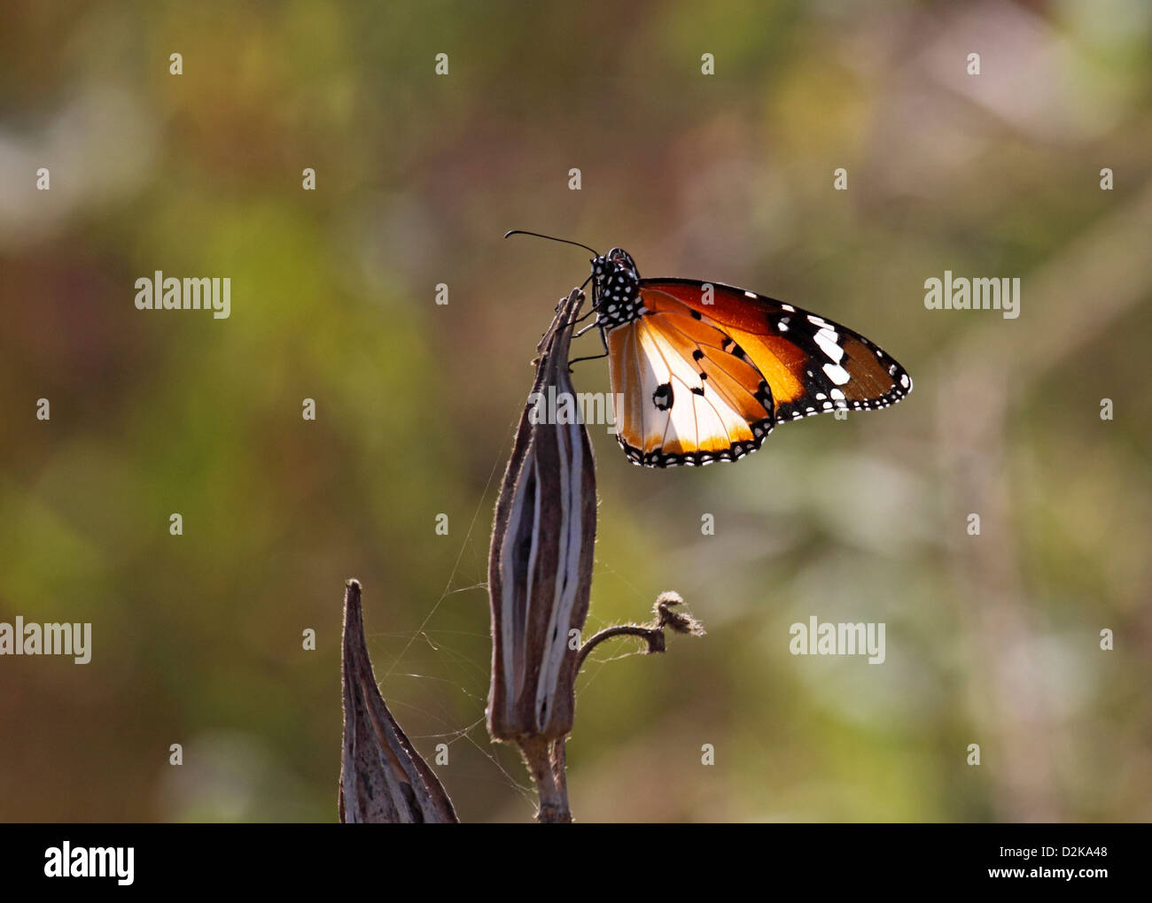 African insects hi-res stock photography and images - Alamy