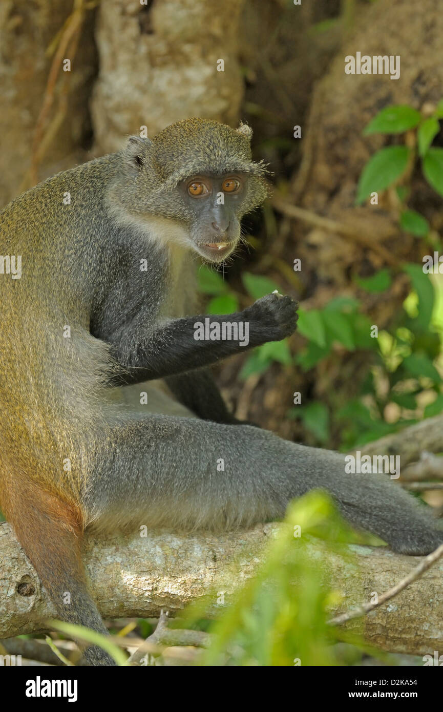 Blue or Diademed monkey (Cercopithecus mitis) in coastal Kenya Stock ...