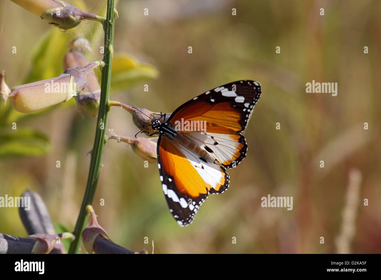 African butterflies hi-res stock photography and images - Alamy