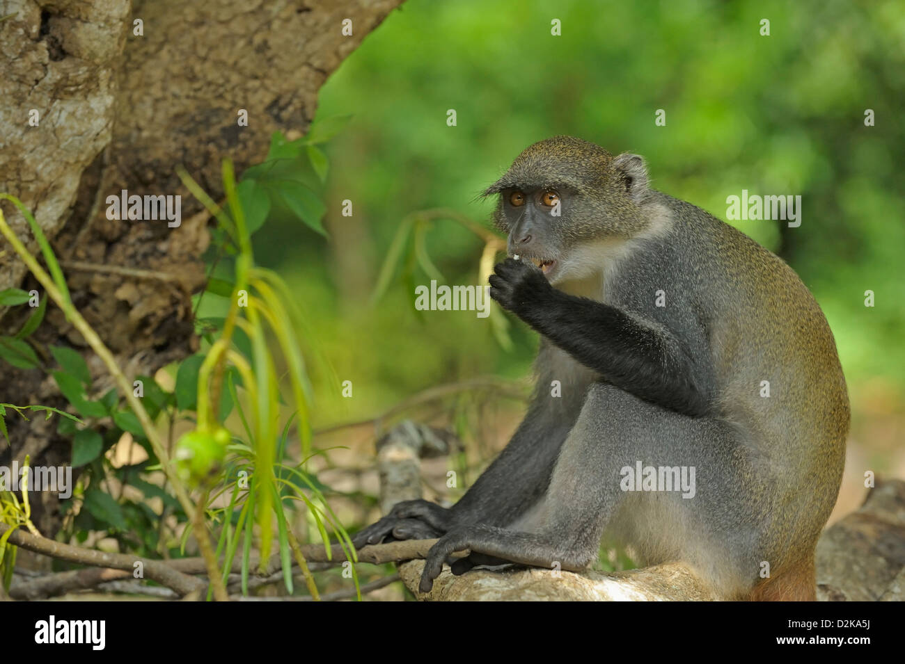 Blue diademed monkey cercopithecus mitis hi-res stock photography and ...