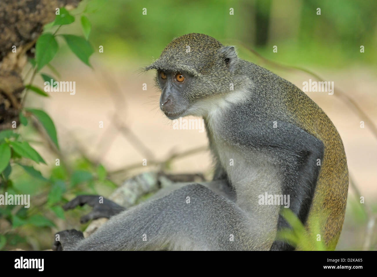 Blue or Diademed monkey (Cercopithecus mitis) in coastal Kenya Stock ...