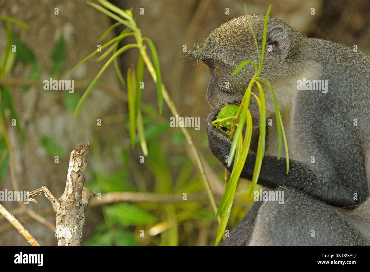 Blue or Diademed monkey (Cercopithecus mitis) in coastal Kenya Stock ...