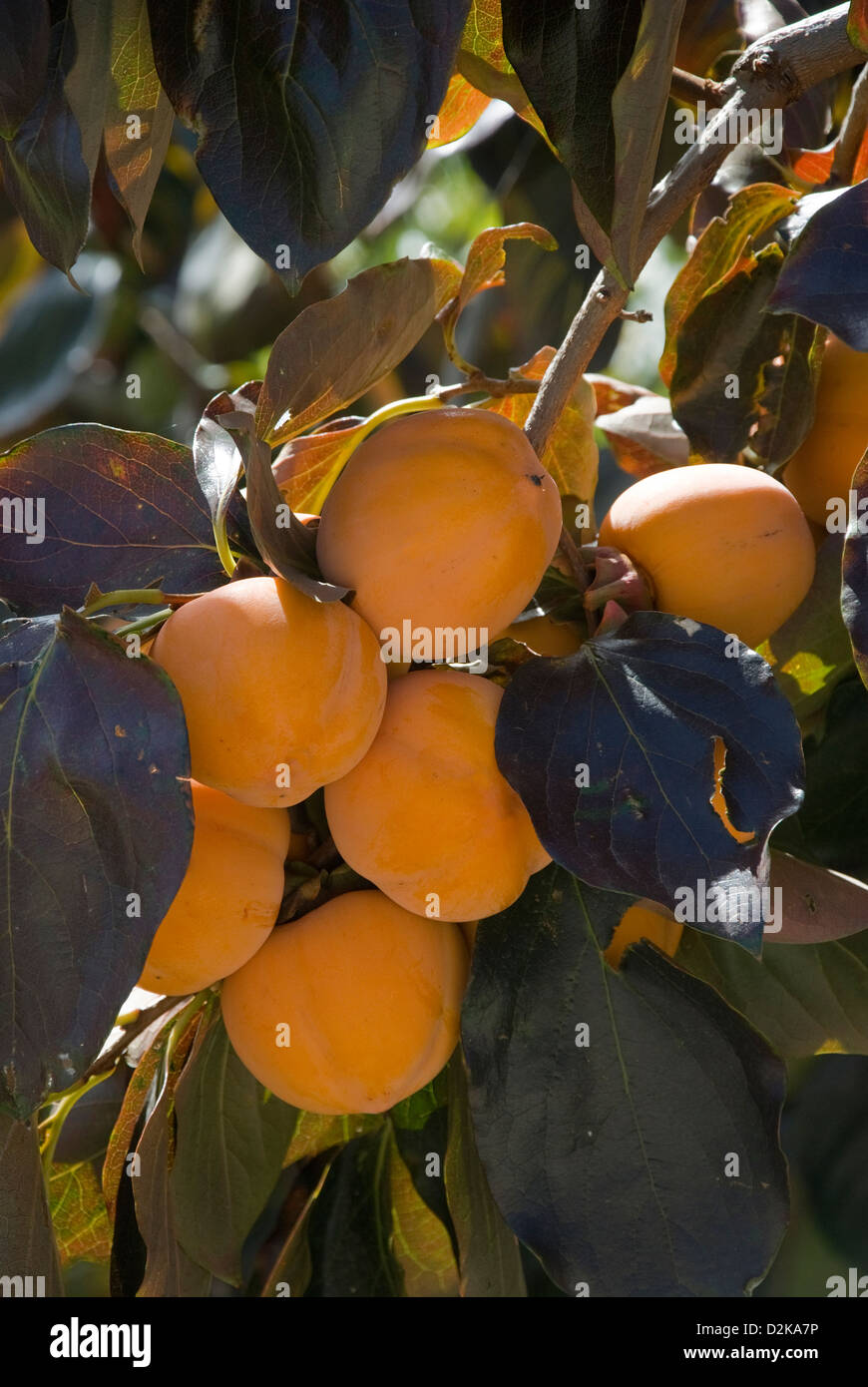 Japanese persimmon fruits hi-res stock photography and images - Alamy