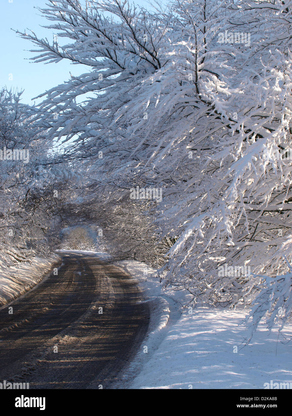 Trees overhanging road hi-res stock photography and images - Alamy