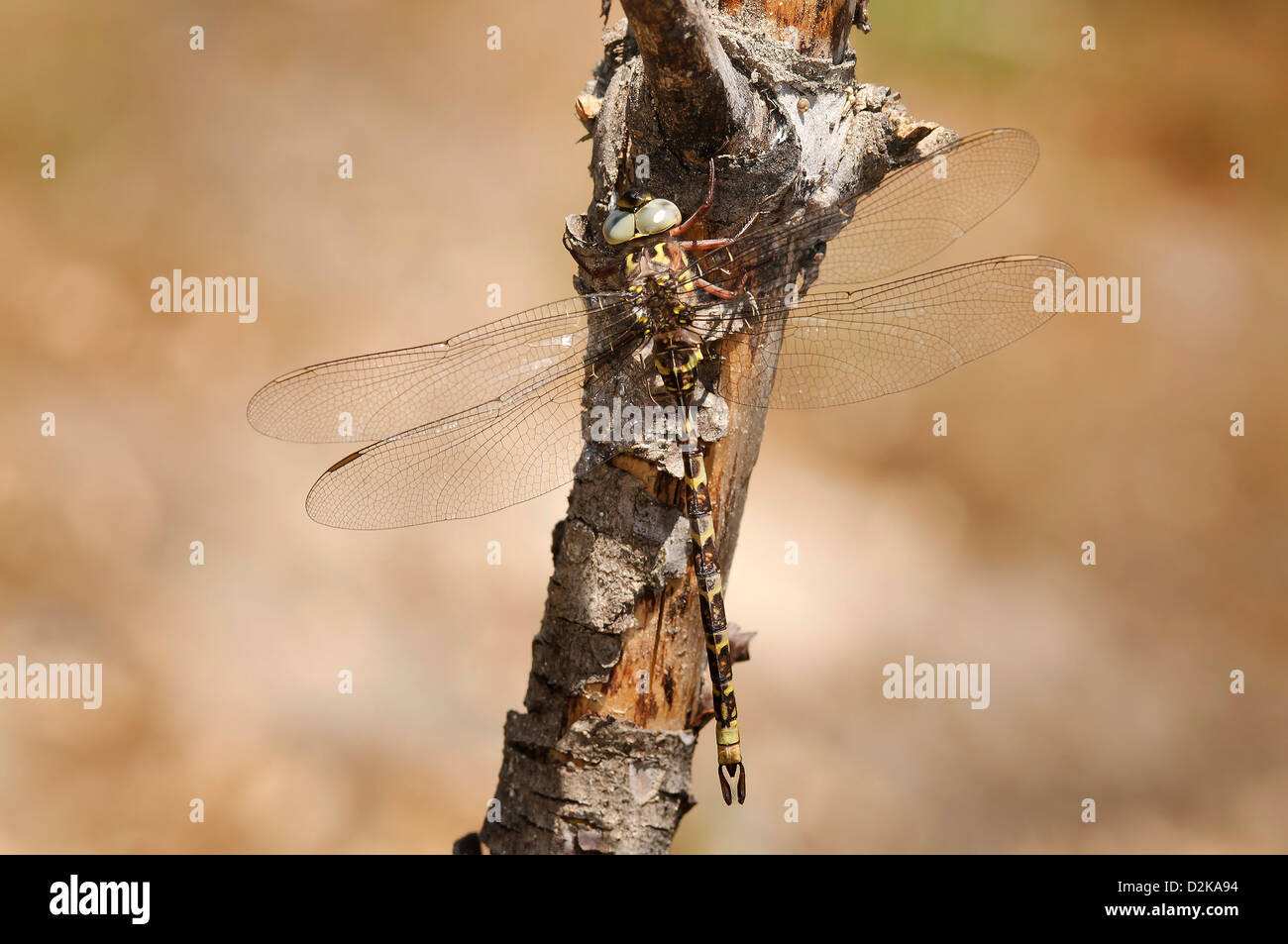 Boyeria irene, male, Sesimbra, Portugal Stock Photo - Alamy