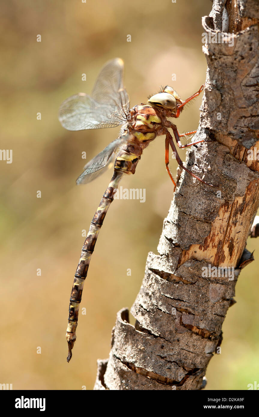 Boyeria irene, male, Sesimbra, Portugal Stock Photo - Alamy