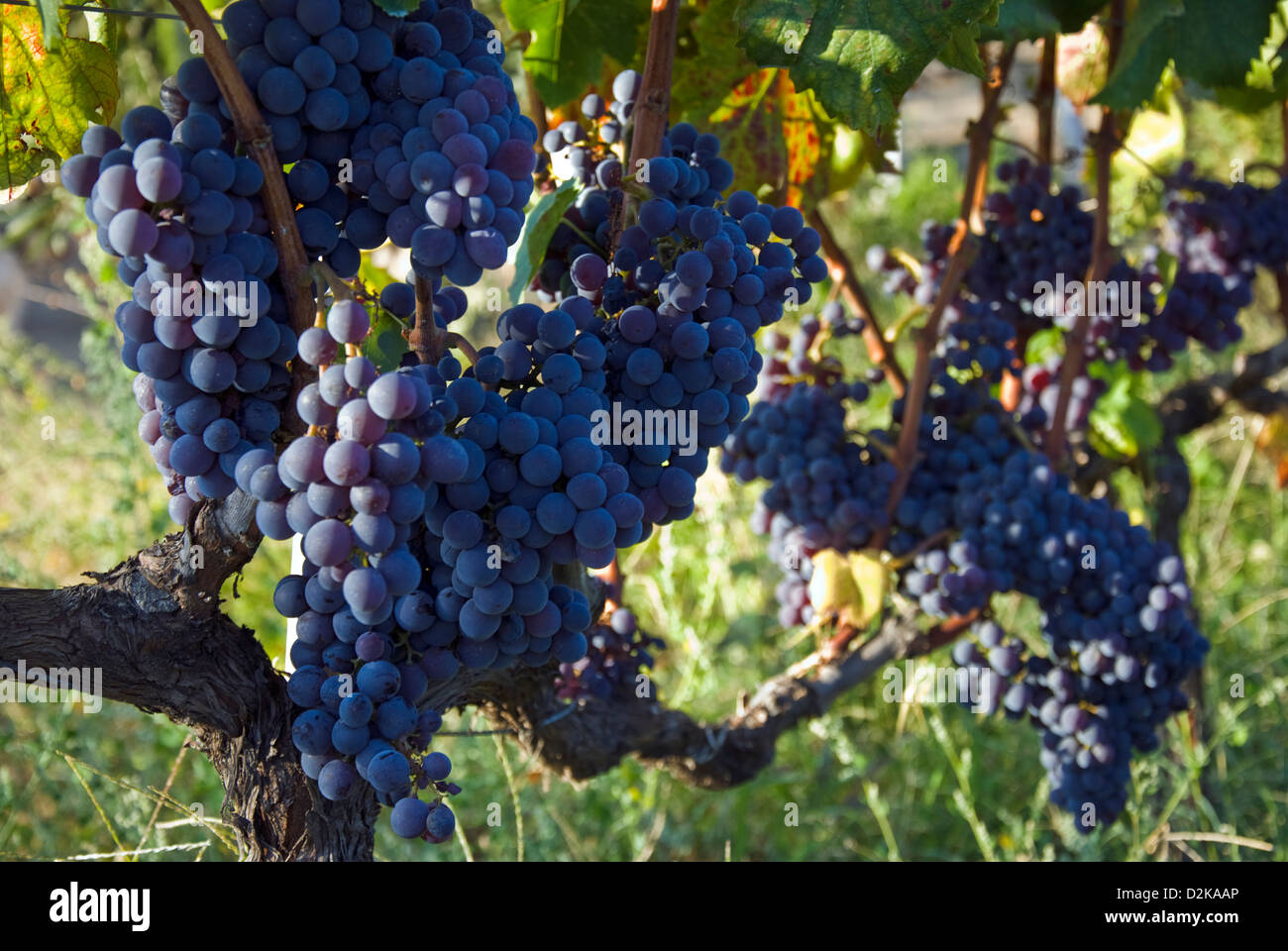 Ripe Grapes on the vine Stock Photo - Alamy