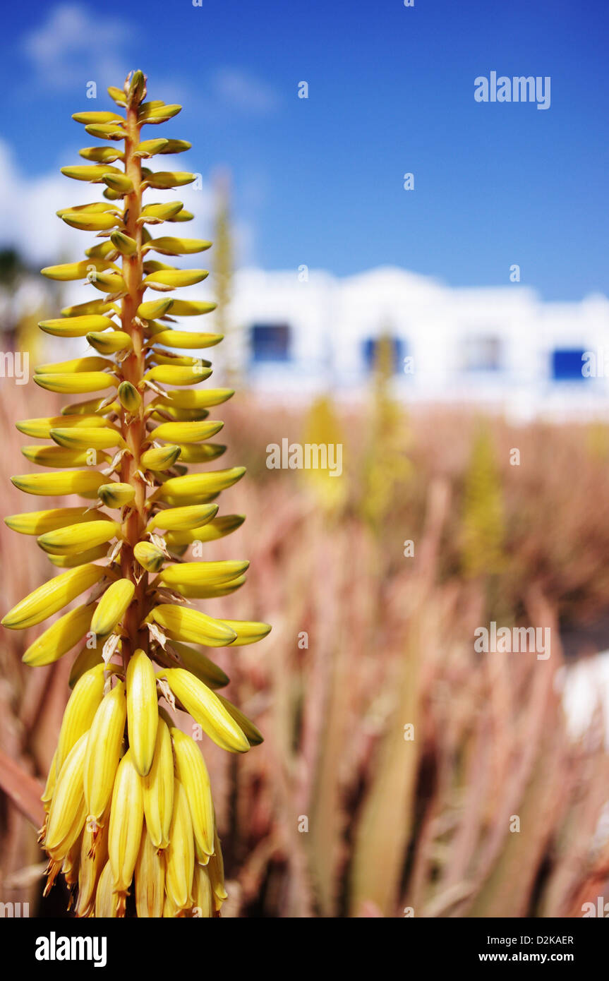 Exotic plantlife hi-res stock photography and images - Alamy