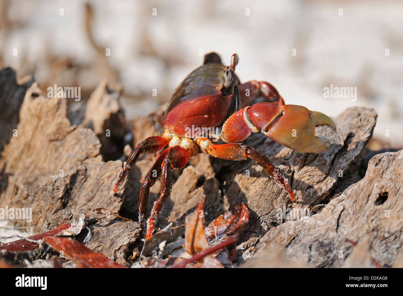 Crab on white sand hi-res stock photography and images - Alamy