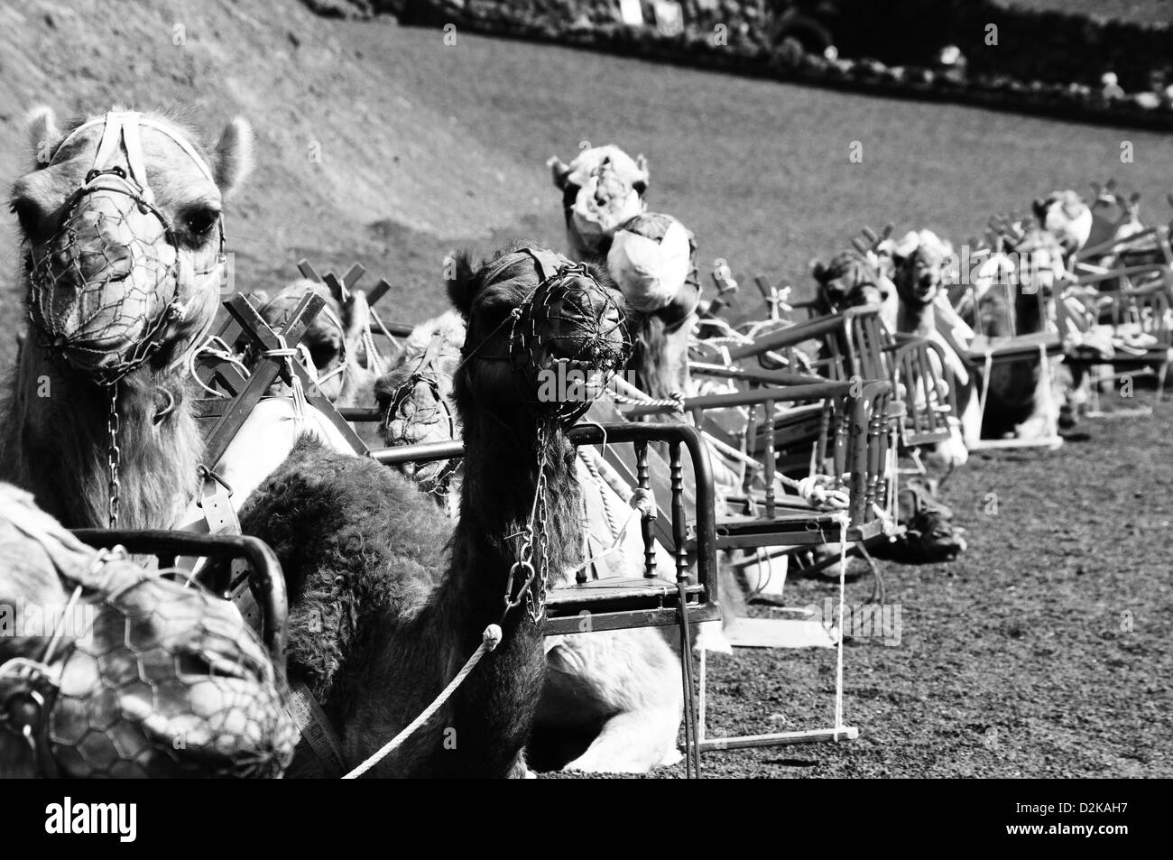 Black and white camels hi-res stock photography and images - Alamy