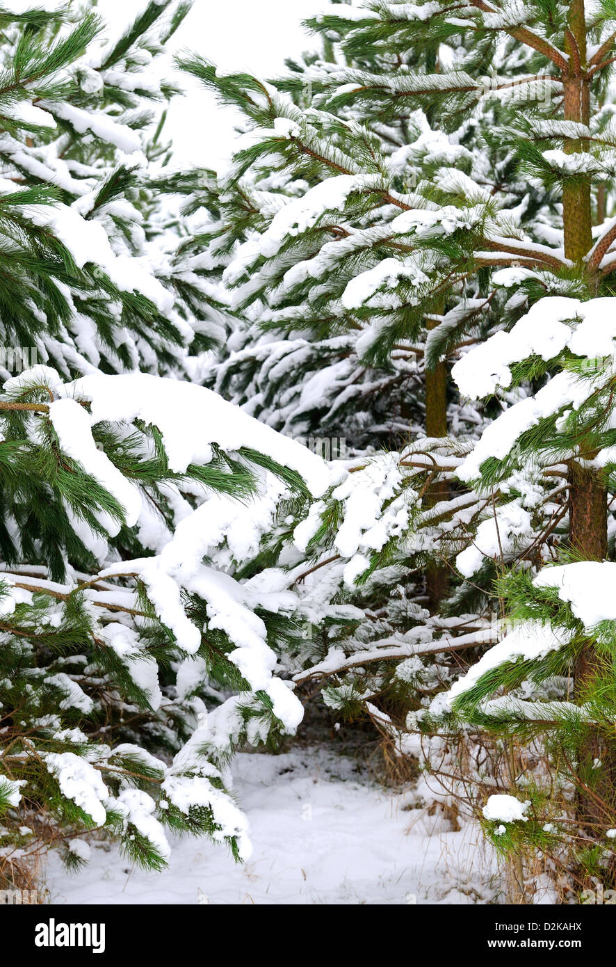 Conifers with snow hi-res stock photography and images - Alamy