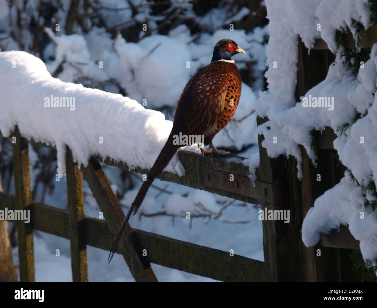 Pheasant snow uk hi-res stock photography and images - Alamy