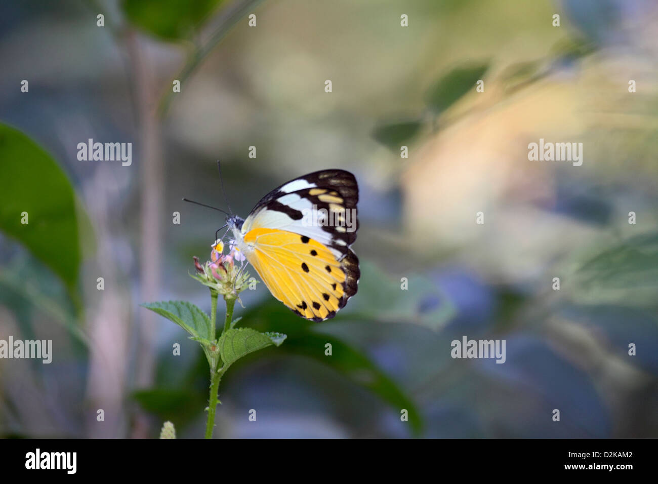 Calypso caper white butterfly from The Gambia Stock Photo - Alamy