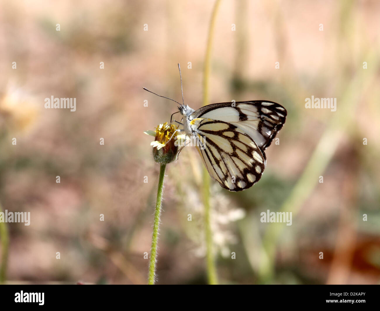 Caper white butterfly feeding at flowerhead in The Gamba Stock Photo ...