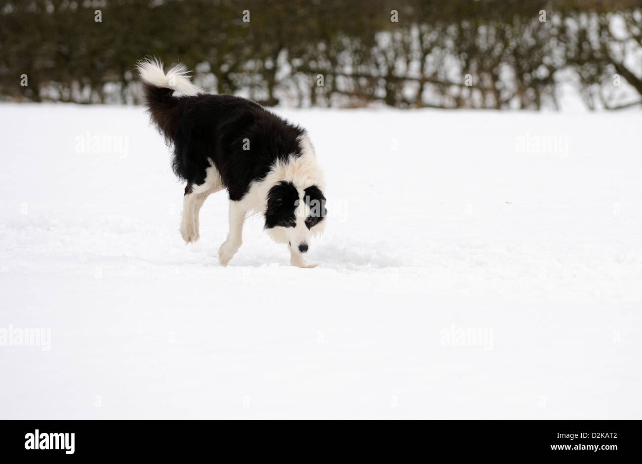 Scottish border collie dog hi-res stock photography and images - Alamy