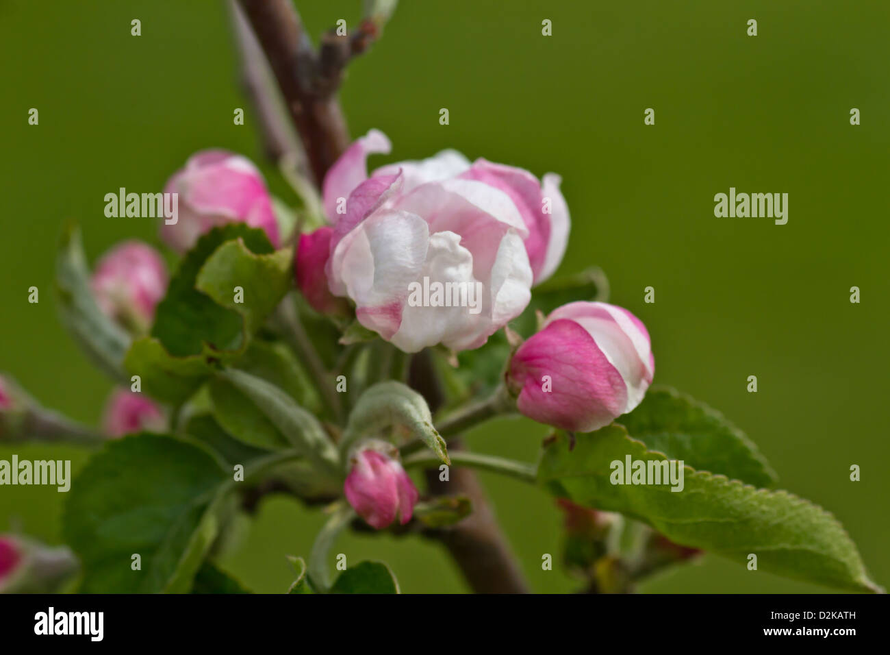 flowering apple trees on a green background Stock Photo - Alamy