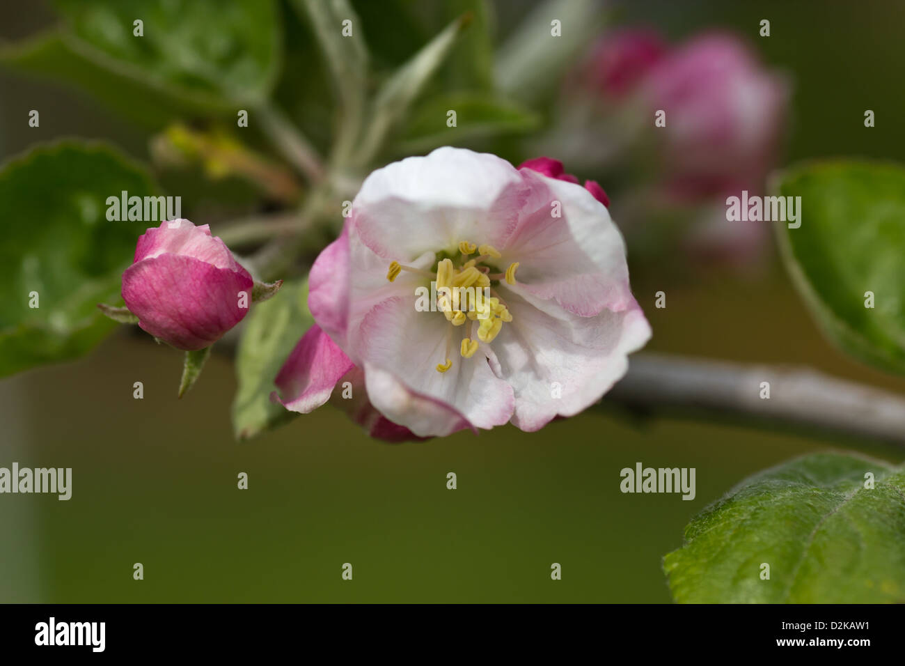 flowering apple trees on a green background Stock Photo - Alamy