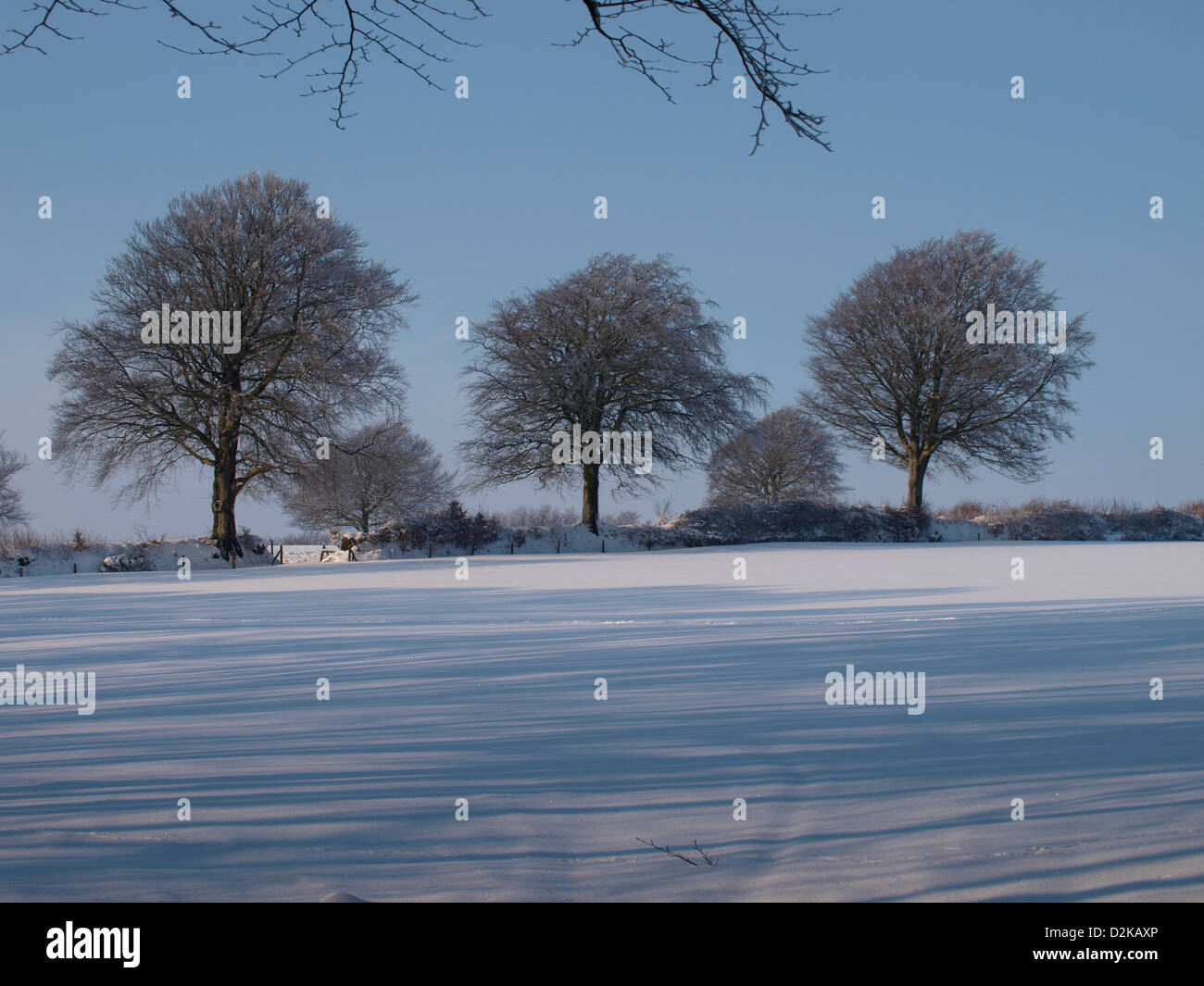 Three great trees hi-res stock photography and images - Alamy