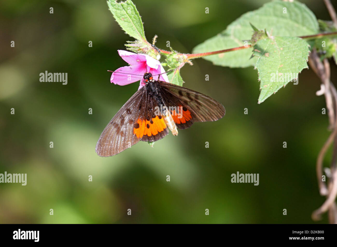 Acraea egina egina hi-res stock photography and images - Alamy