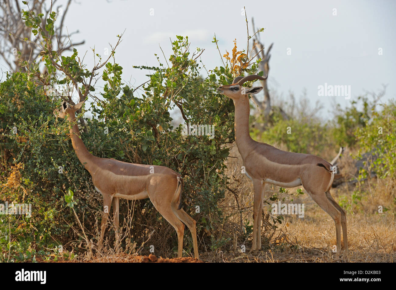 Gerenuk antelope feeding hi-res stock photography and images - Alamy