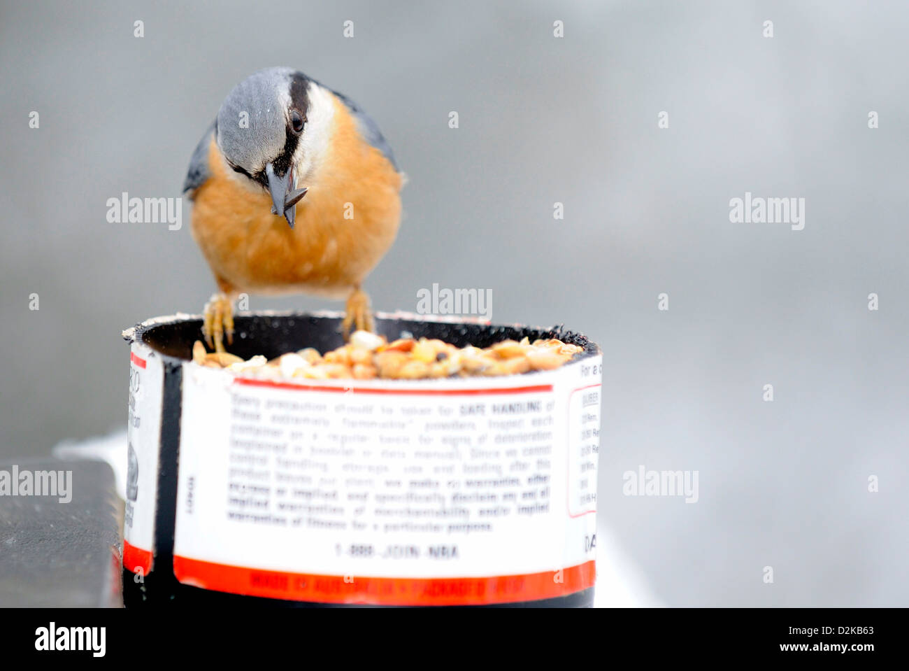 A Nuthatch, a small plump woodland bird feeding off a variety of seeds ...