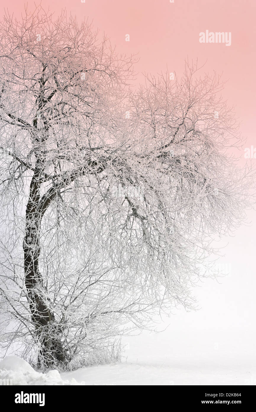 Frozen tree in winter Stock Photo - Alamy