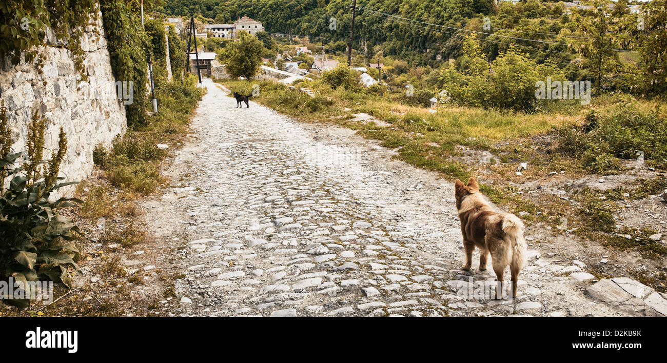 Two old dogs hi-res stock photography and images - Alamy